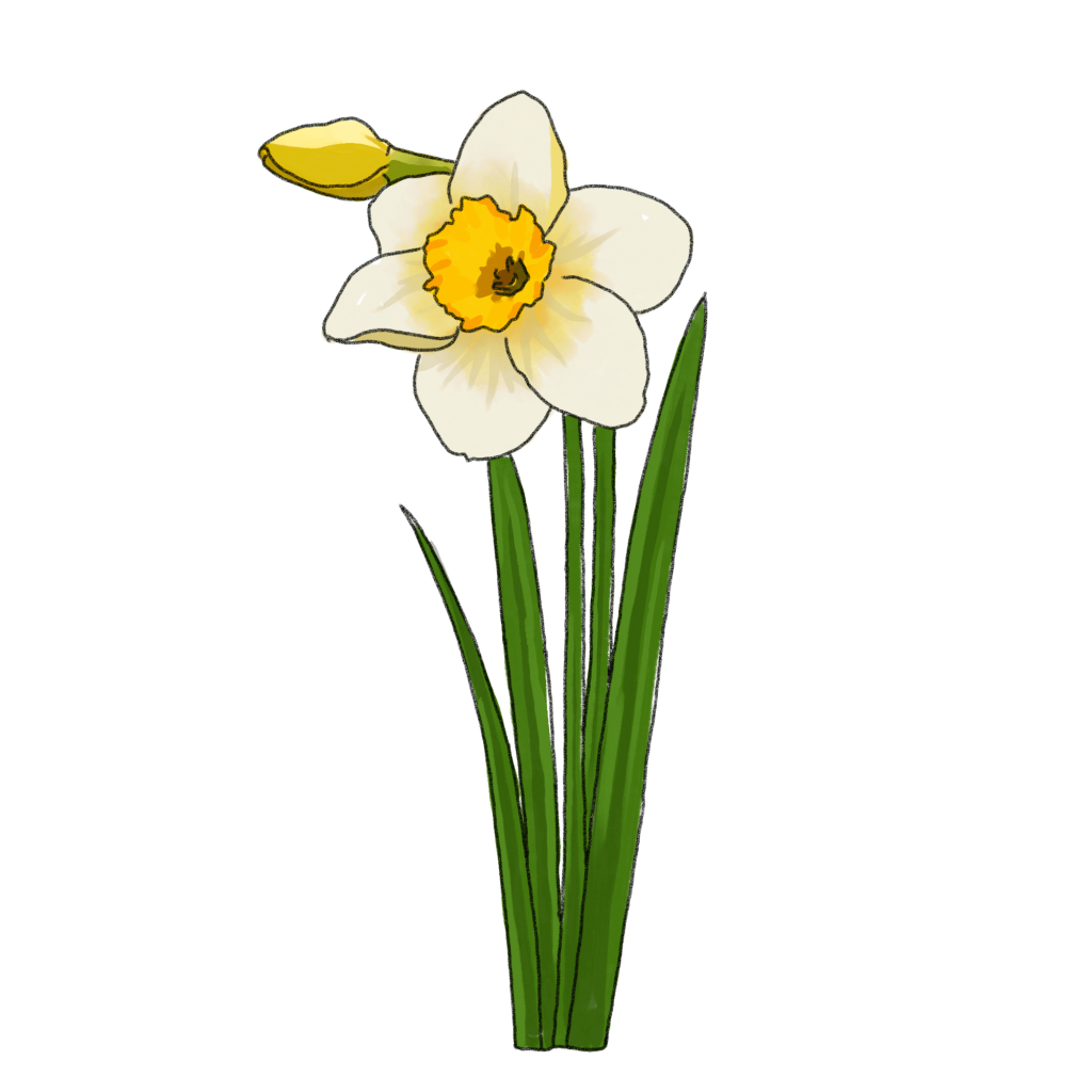 水仙(スイセン)のイラスト｜01｜フリー素材 - GreenStock40